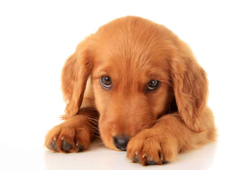 I Miss You Tu Me Manques How To Use The Verb Manquer In French i-miss-you-tu-me-manques-how-to-use-the-verb-manquer-in-french