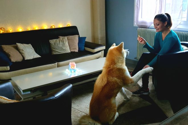 How I Trained My Dog - French Story & Translation
