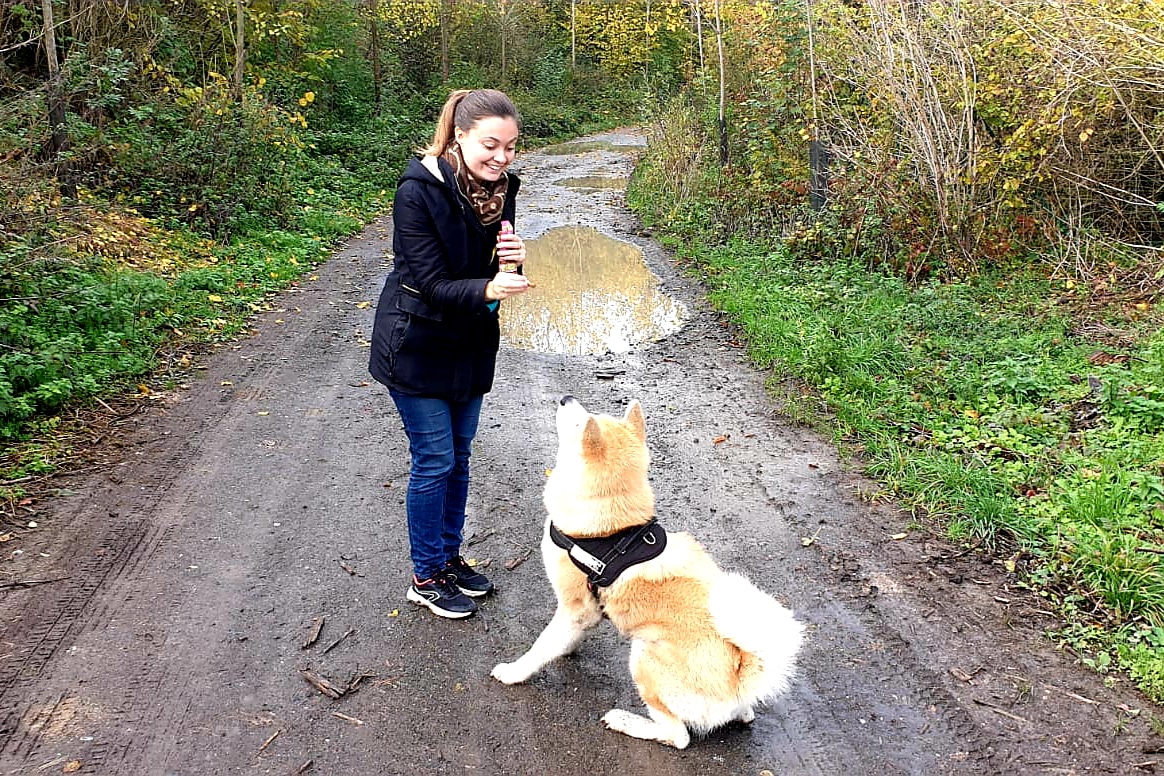 French Dog Training Commands french-dog-training-commands