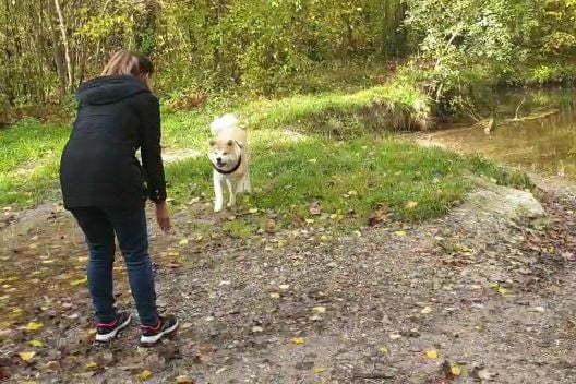 French Dog Training Commands french-dog-training-commands