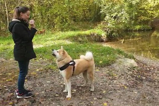 How I Trained My Dog - French Story & Translation