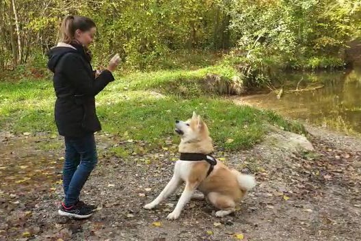 French Dog Training Commands french-dog-training-commands