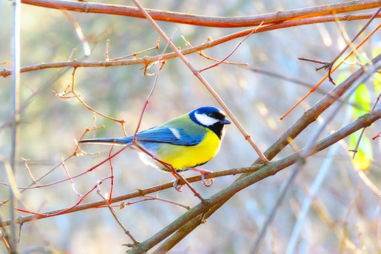 45 French Bird Names 45-french-bird-names